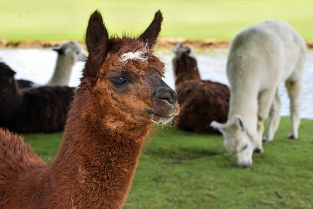 Take Dance Classes in Canada…With Alpacas - trekbible