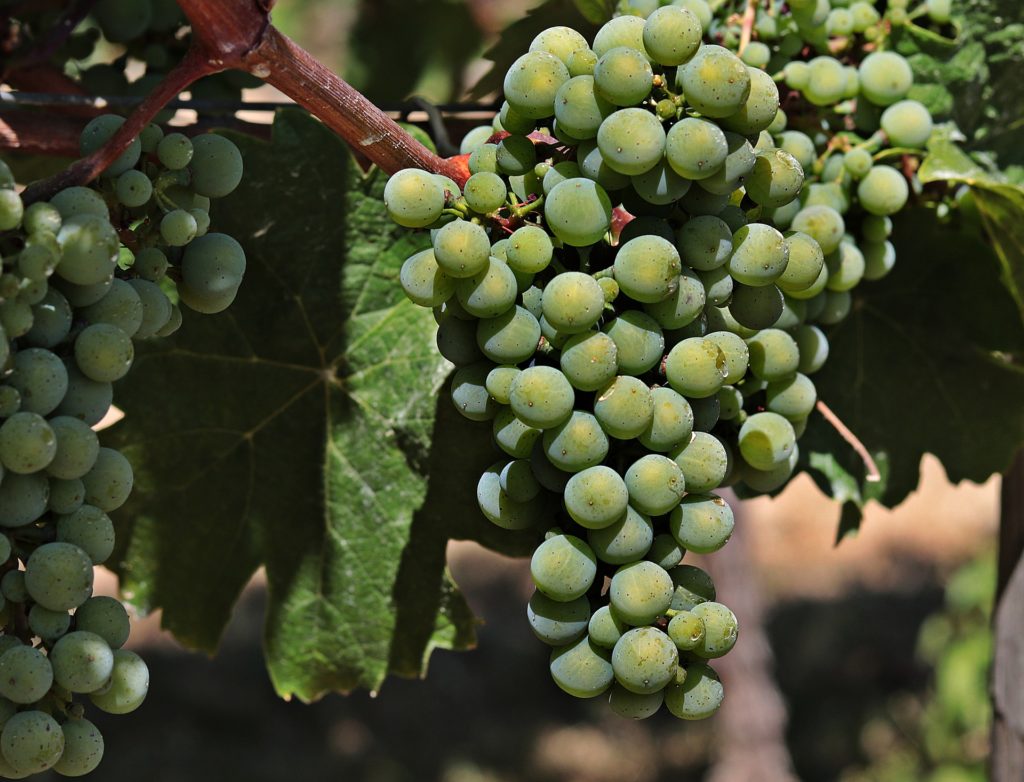 The Top Wineries in Ohio: Your Drinking Guide | Trekbible